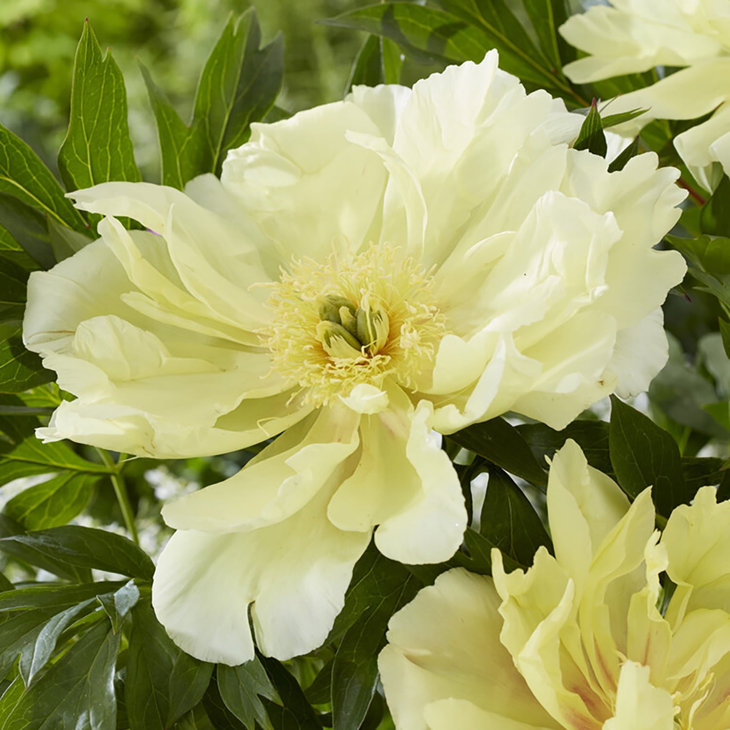 Van Zyverden Itoh Peony Lemon Dream 1 Plant Root Yellow Partial Sun ...