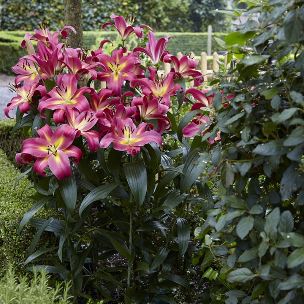 Van Zyverden Lilies Mammoth Tall Lilies Empoli Set of 7 Van Zyverden Lilies Mammoth Tall Lilies Empoli Set of 7