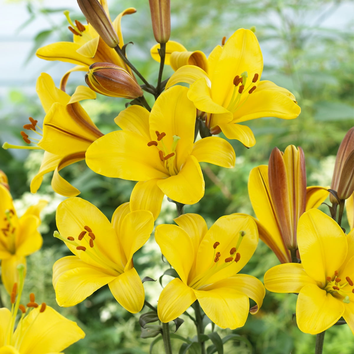 Van Zyverden Lilies Premium OT Hybrid Yellow Planet Set of 5 Colossal ...