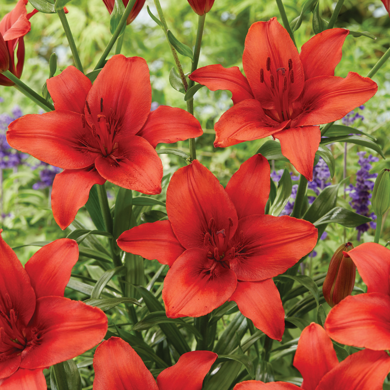Van Zyverden Lilies Red Highland Set of 8 Bulbs Red Part Sun Perennial Flowering 2 lbs - Walmart.com