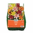 Expert Gardener Lily Bold Mix Set of 4 Dormant Bulbs Multi-Color ...