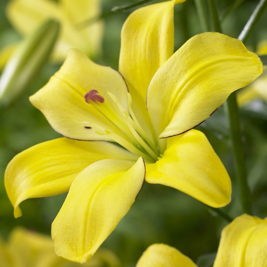 Van Zyverden Lily Yellow Cocotte Set of 7 Bulbs Yellow Partial Sun ...