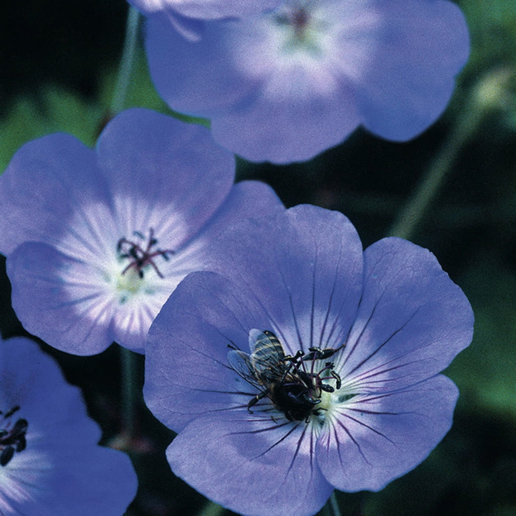 Van Zyverden Longest Blooming Hardy Geranium Rozanne Set of 1 Plant ...