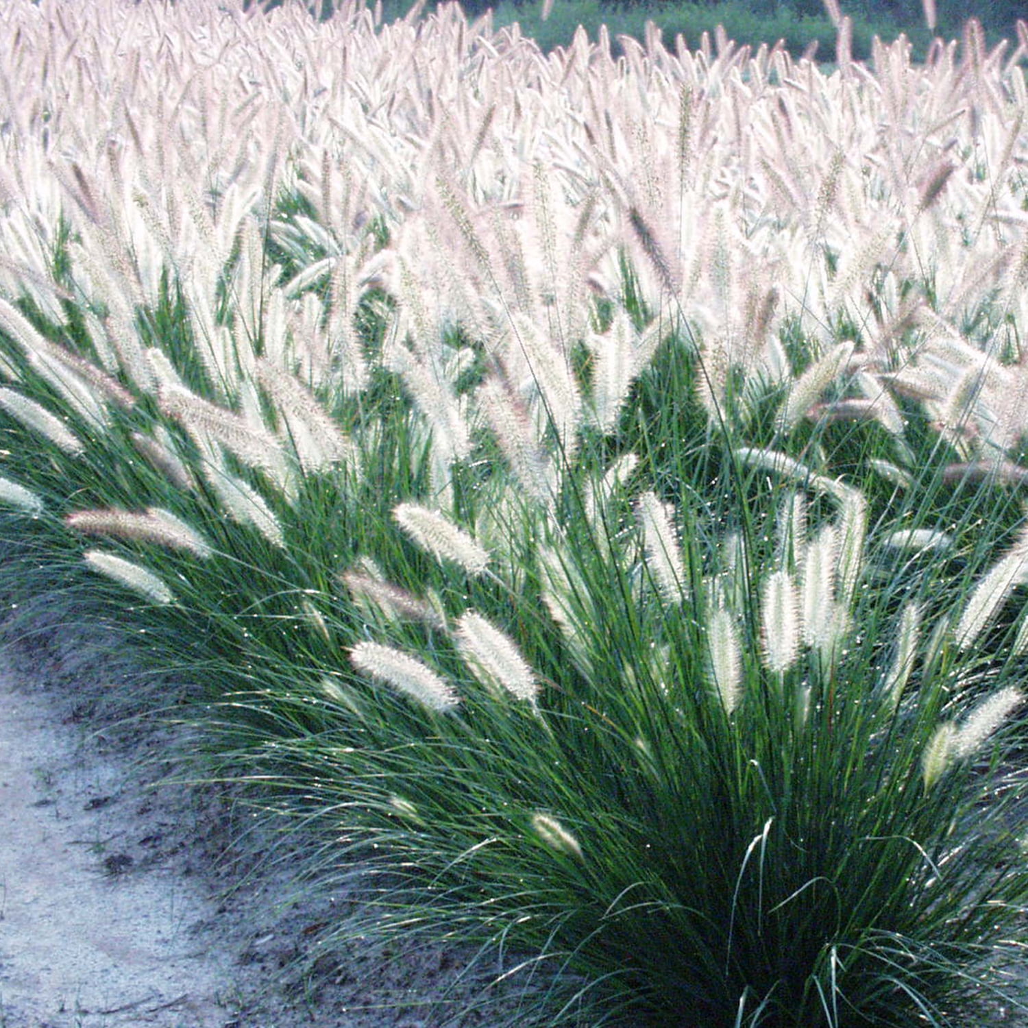 Van Zyverden Ornamental Grass Dwarf Fountain One Potted Plant Yellow ...