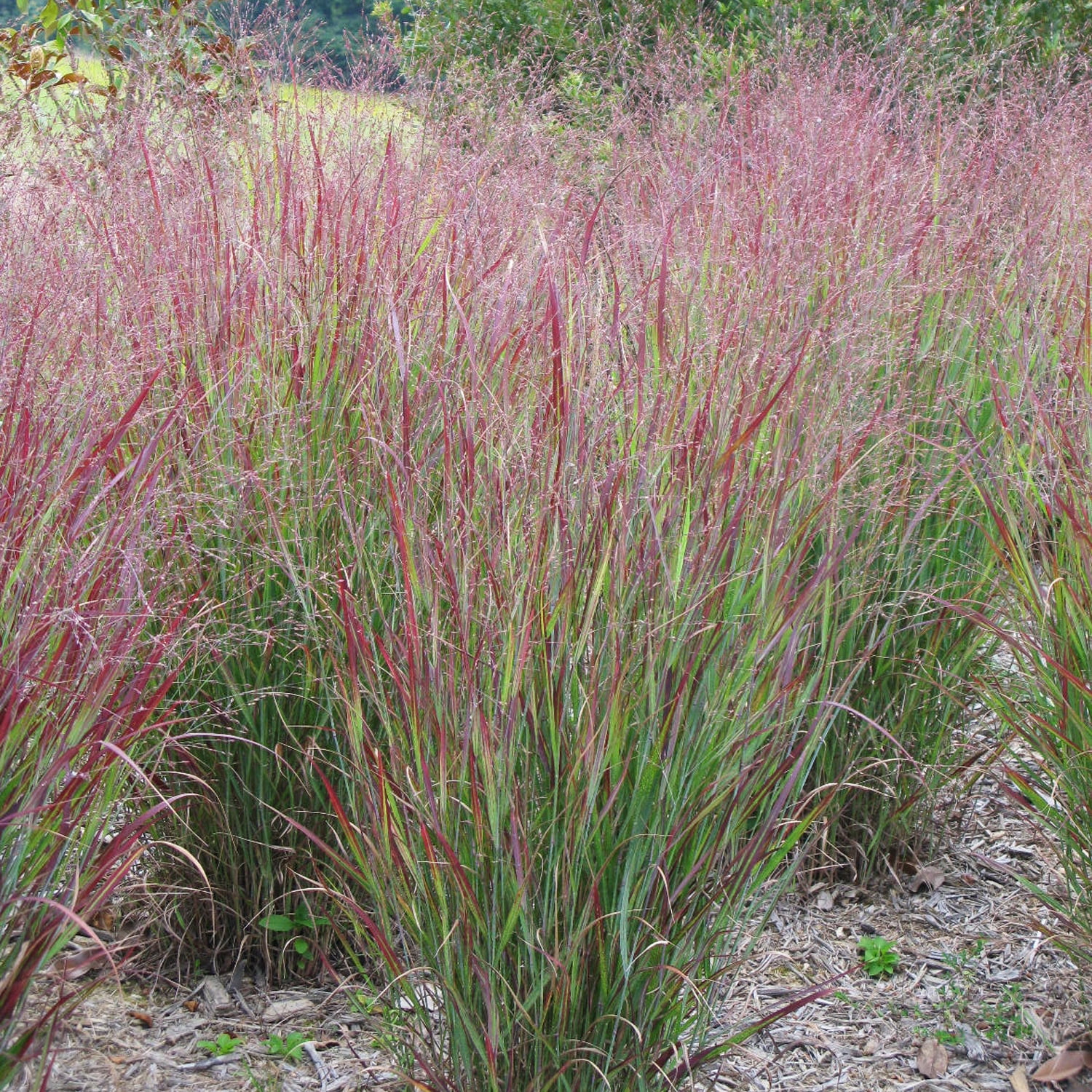 Red Switch Grass