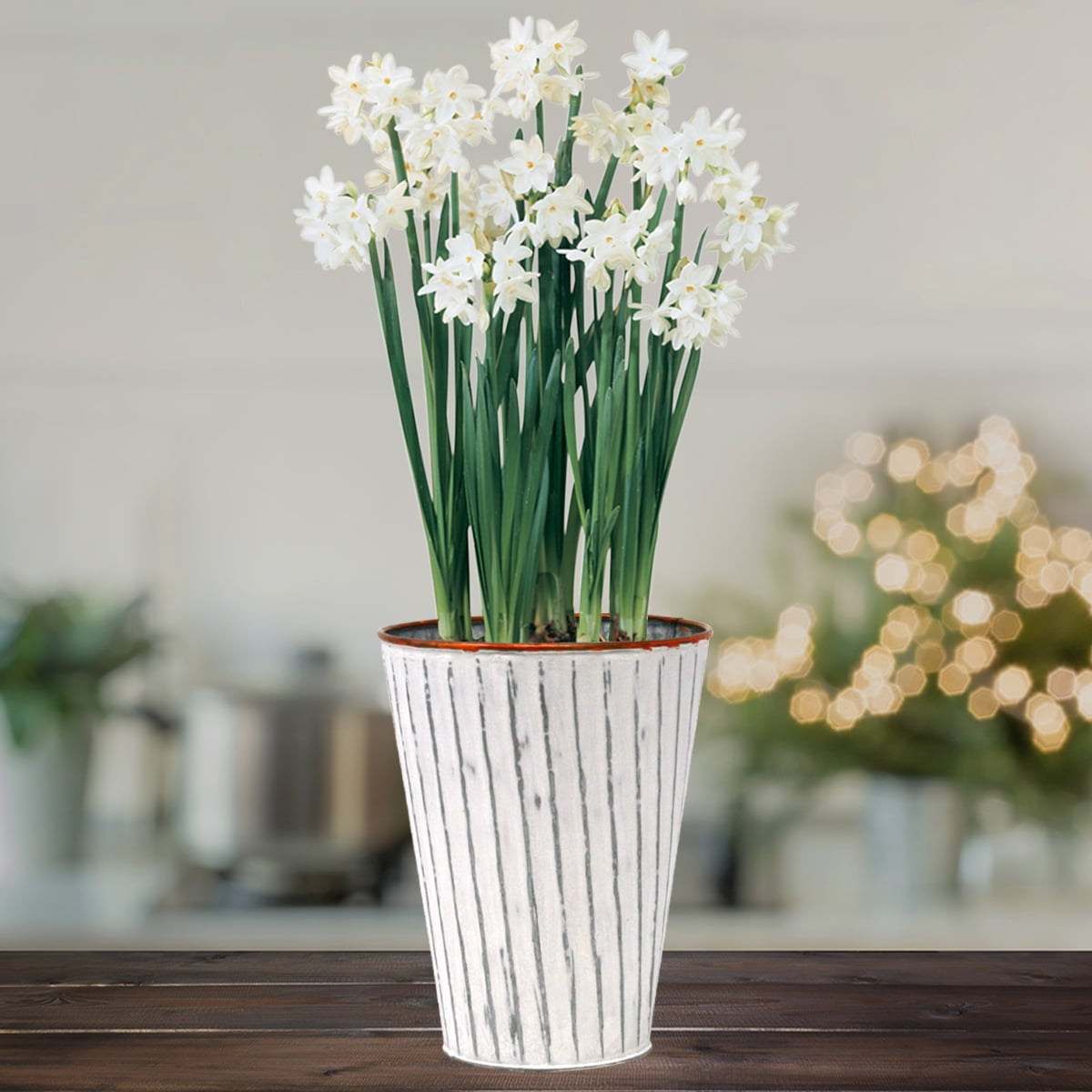 Van Zyverden Paperwhite Kit With White Chalk Metal Cachepot Set of 4 ...