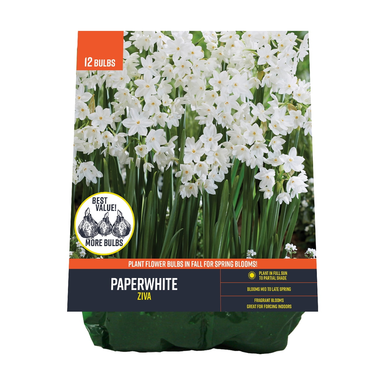 Van Zyverden's Paperwhite Ziva (Set of 12 Dormant Bulbs) Partial Sun ...