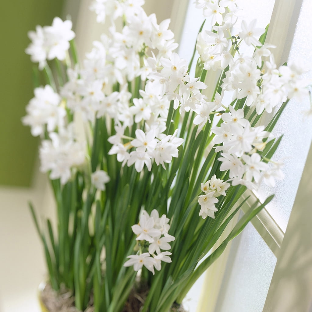 Van Zyverden Paperwhites Bulbs - Easy to Grow Indoor Flowers - Walmart.com