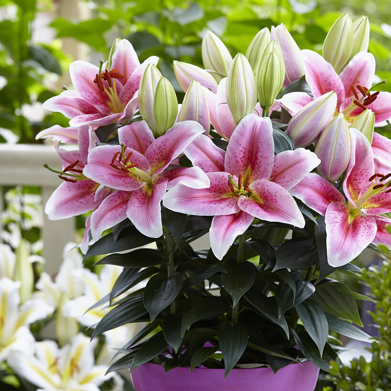 Van Zyverden Patio First Romance Lilies with Metal Planter, Nursery Pot ...