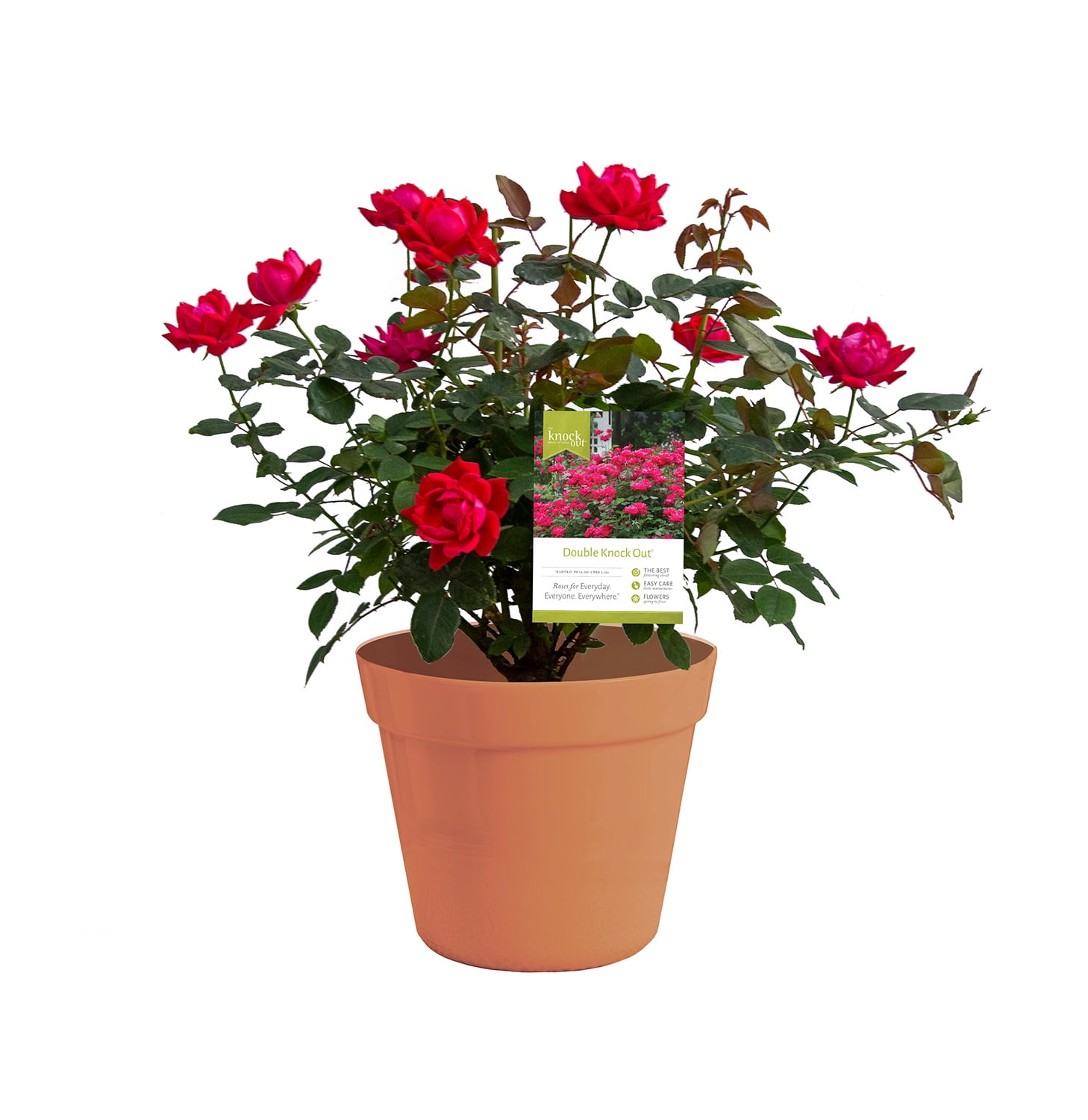 Van Zyverden Patio Gardening Double Knock Out Rose Kit with Decorative ...