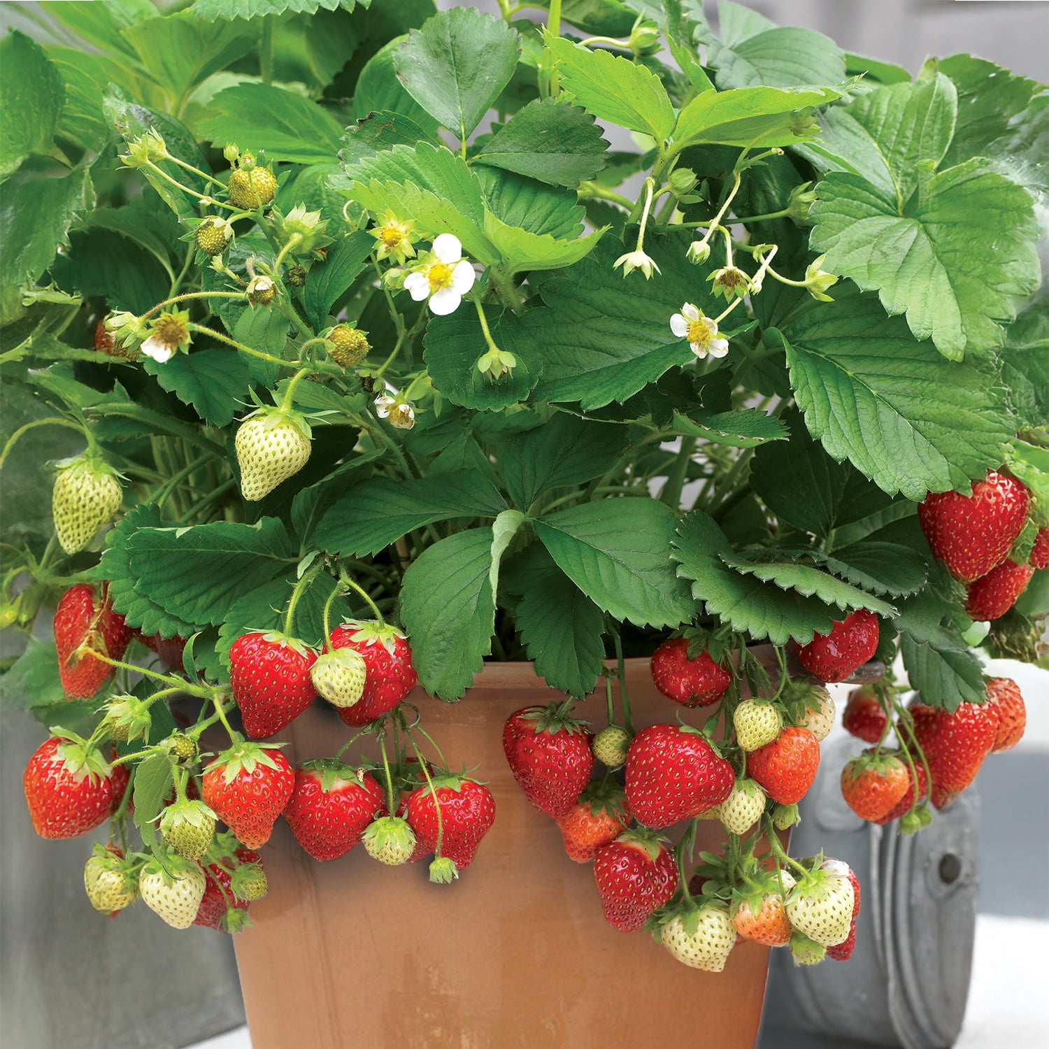 Van Zyverden Patio Gardening Kit Strawberry Quinault with Decorative ...