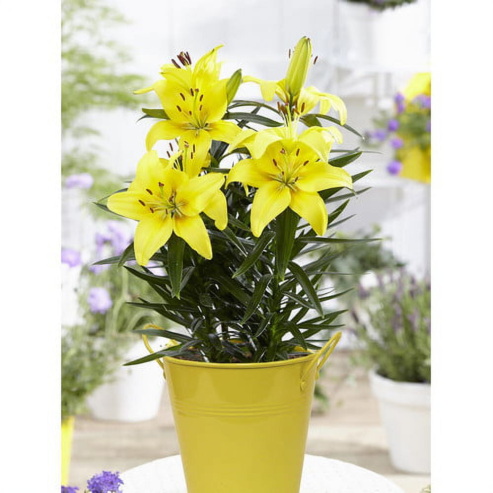 Van Zyverden Patio Lily Lemon Pixie with Yellow Metal Planter Grower ...