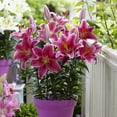 Van Zyverden Patio Pink Romance Lilies with Metal Planter, Nursery Pot, Medium, Gloves and ...