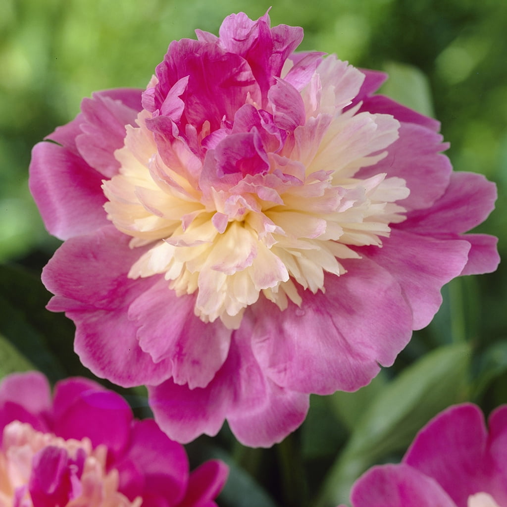 Van Zyverden Peonies Gay Paree Set of 3 Plant Roots Pink Partial Sun ...