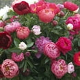 Van Zyverden Peonies Mixed Varieties 6 Plant Roots Multicolor Partial ...