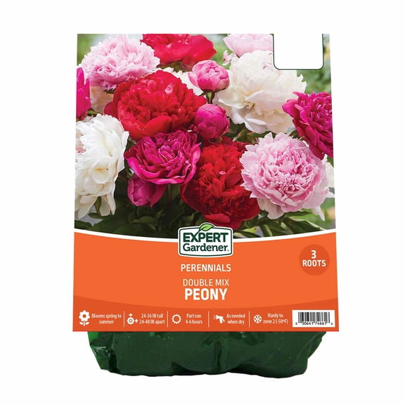 Peonies Plants