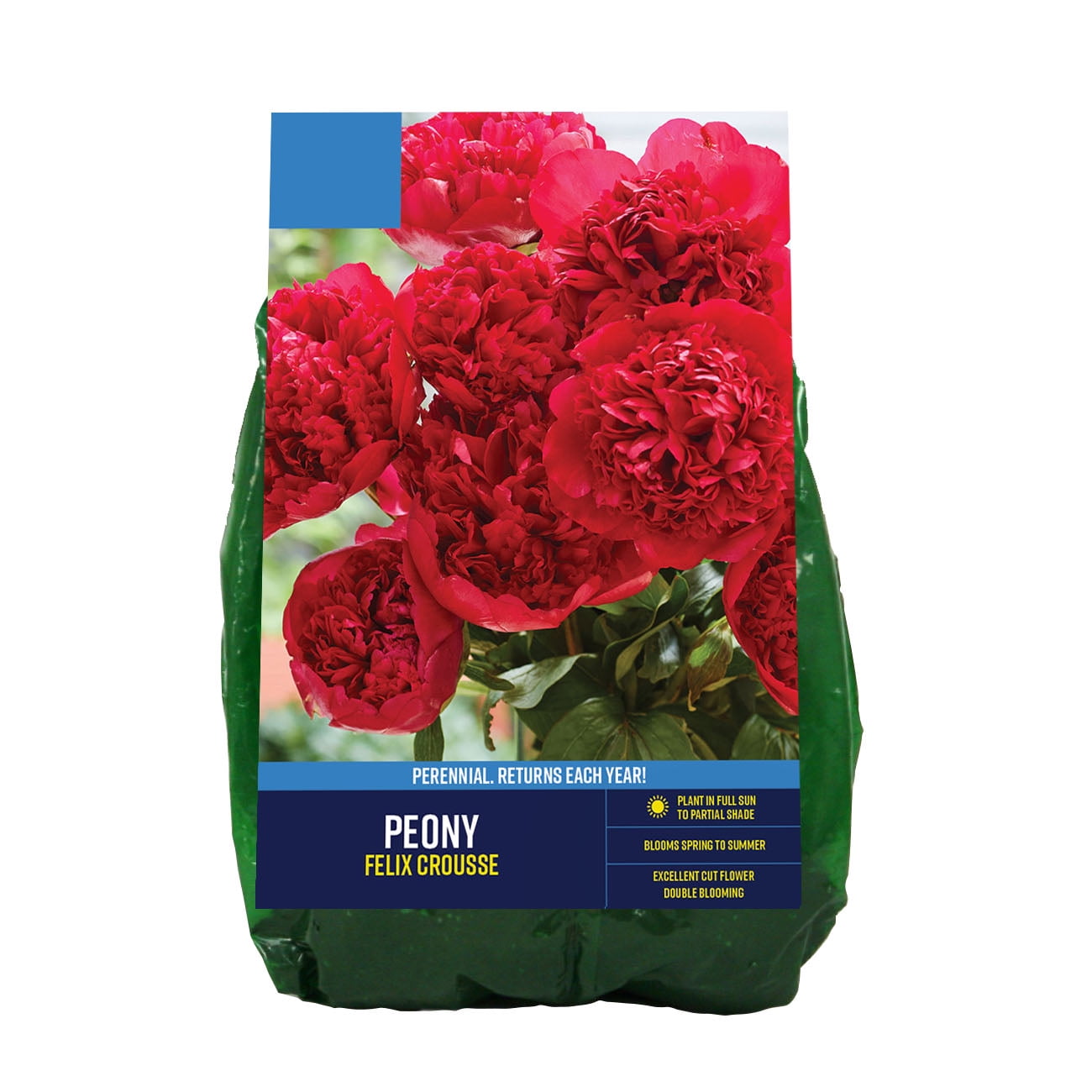 Van Zyverden Peony Felix Crousse (1 Dormant Bare Root) Partial Sun, Red ...
