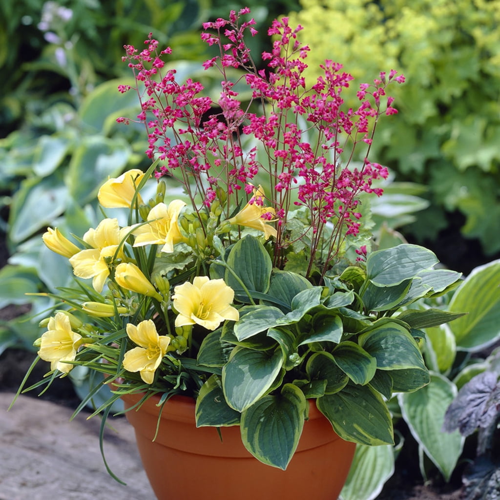 Van Zyverden Perennial Patio Container Collection Set of 3 Plant Roots ...