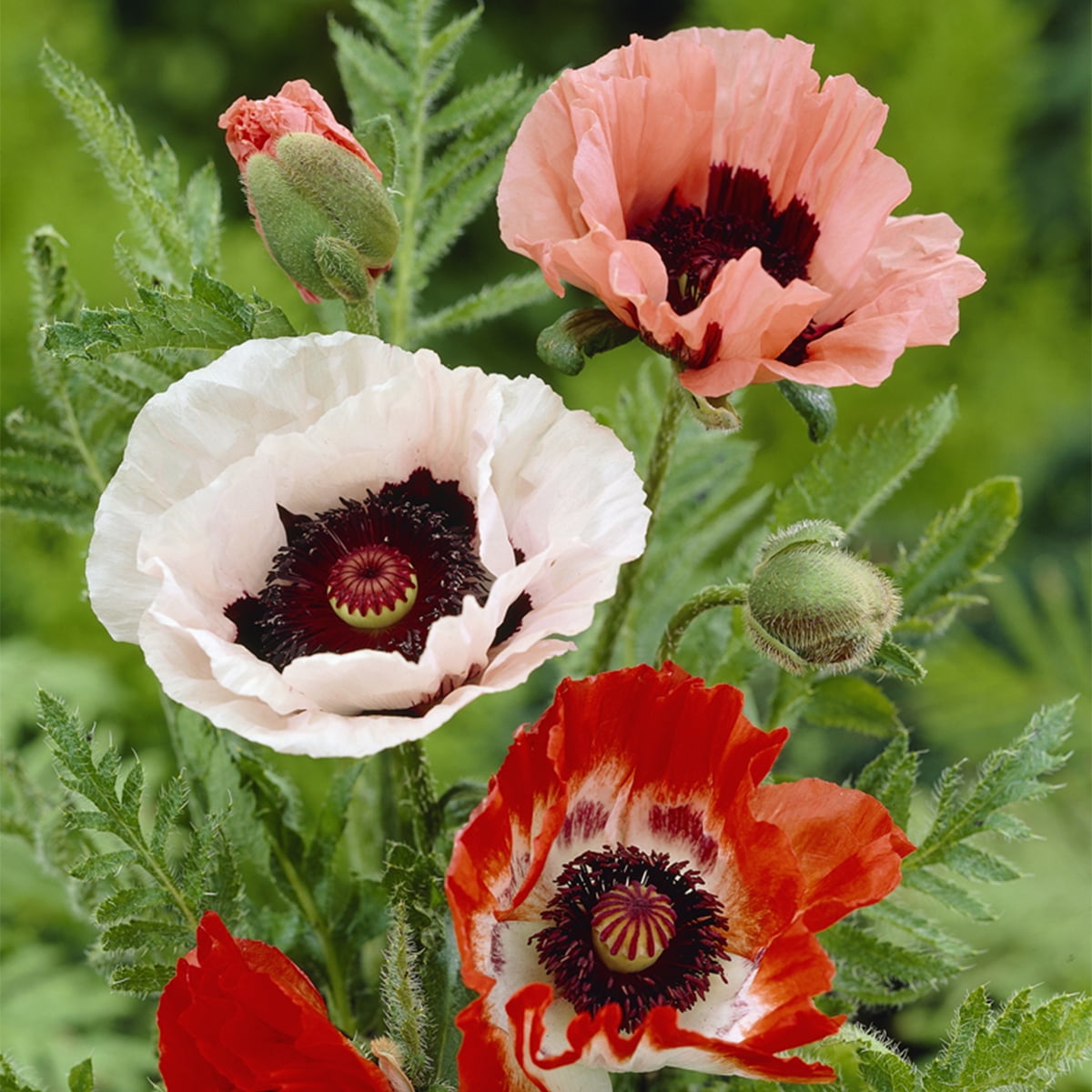 Van Zyverden Poppies Mixed, 3 Plant Roots, Multi-color, Full Sun ...