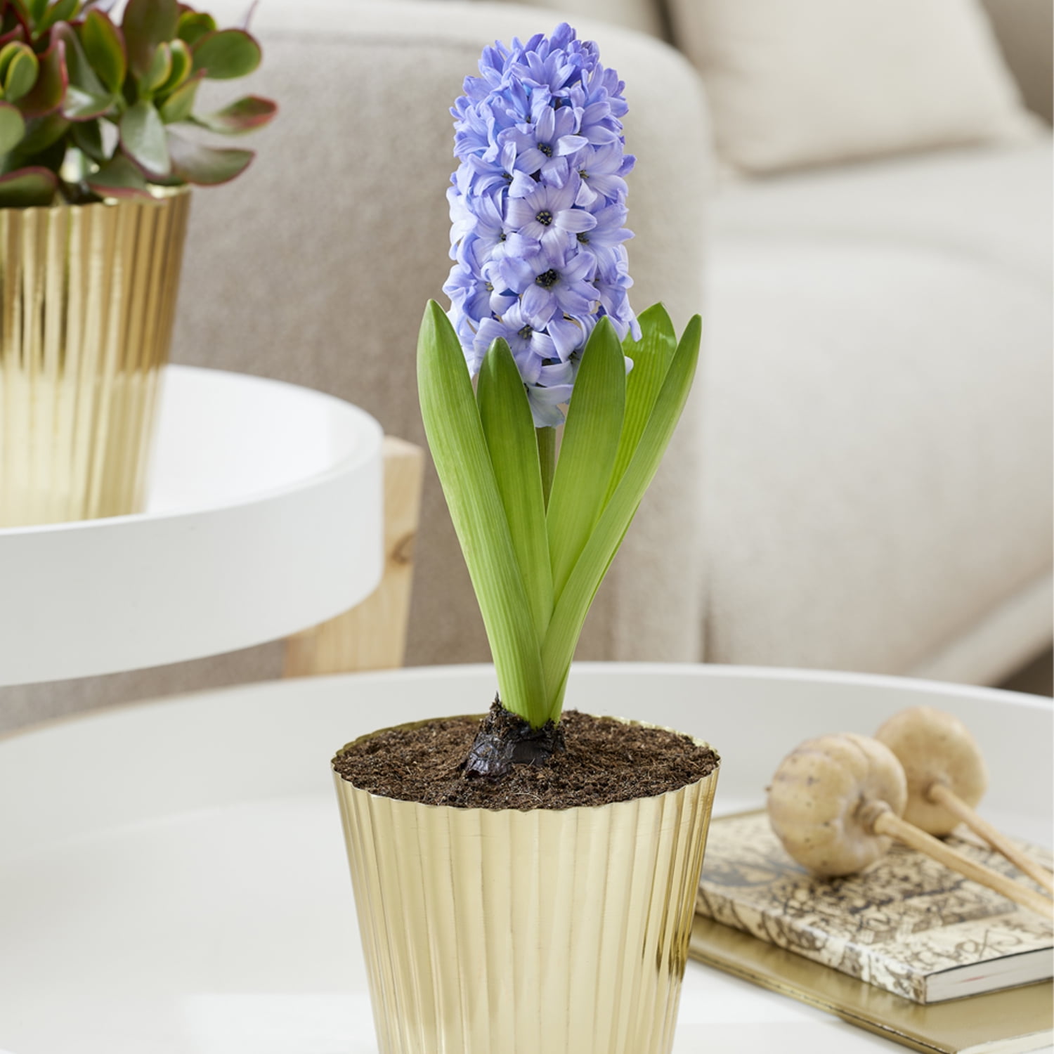 Van Zyverden Pre-Chilled Hyacinth Kit Delft Blue W/ Fluted Iron Faux ...