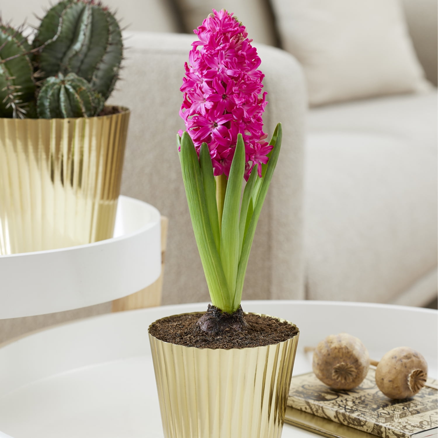Van Zyverden Pre-Chilled Hyacinth Kit Jan Bos with Fluted Iron Faux ...