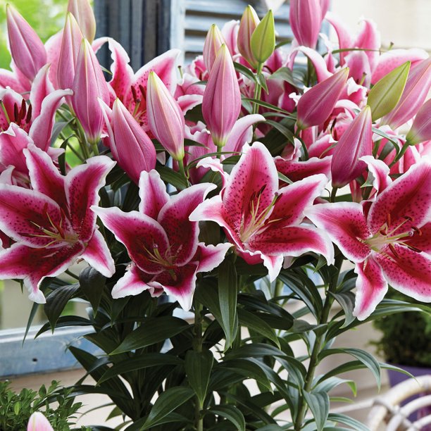 Van Zyverden Pre Planted #1 Lily Star Romance, Dormant Bulbs, Partial ...