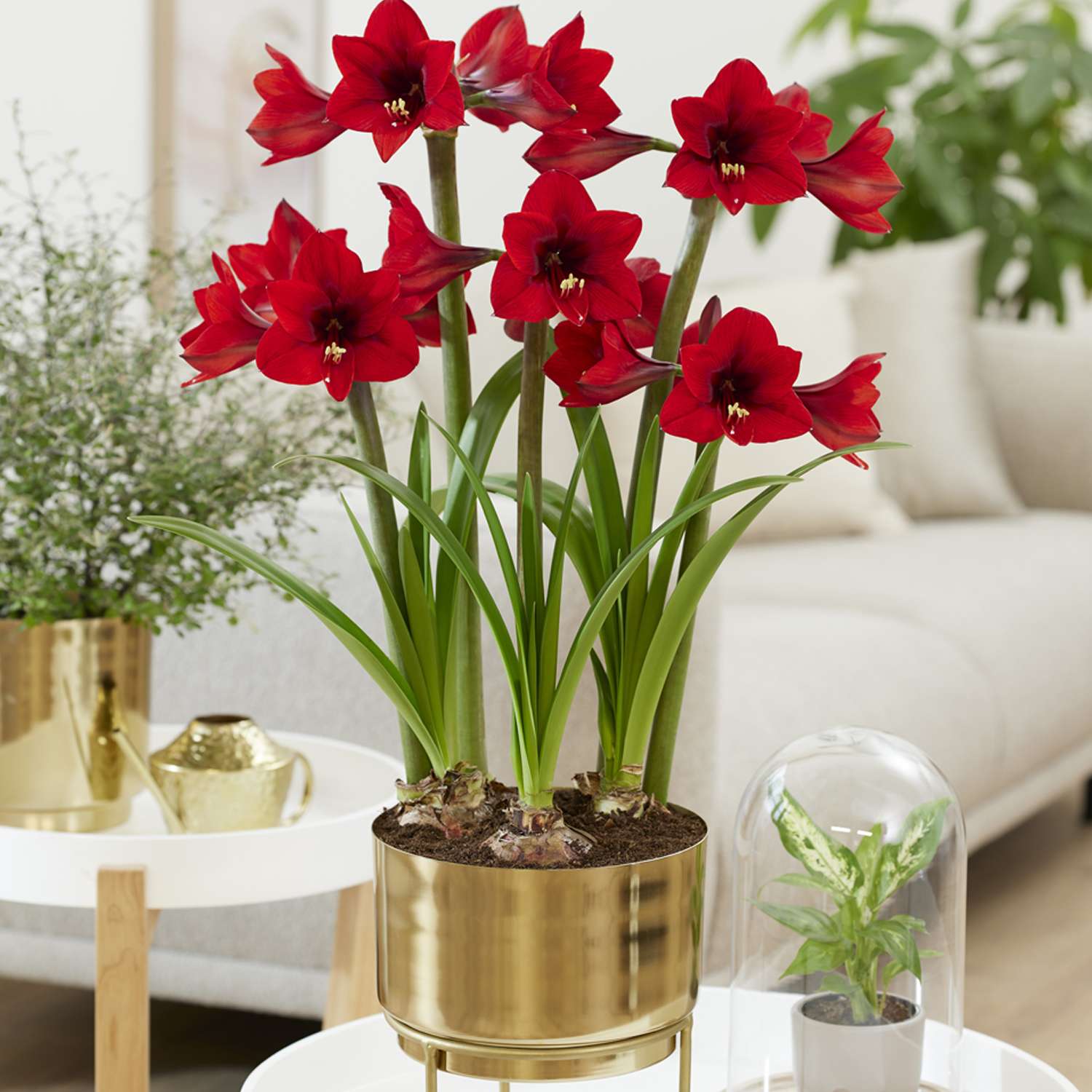 Van Zyverden Pre-Planted Amaryllis Rapido with Iron Faux Brass Finish ...