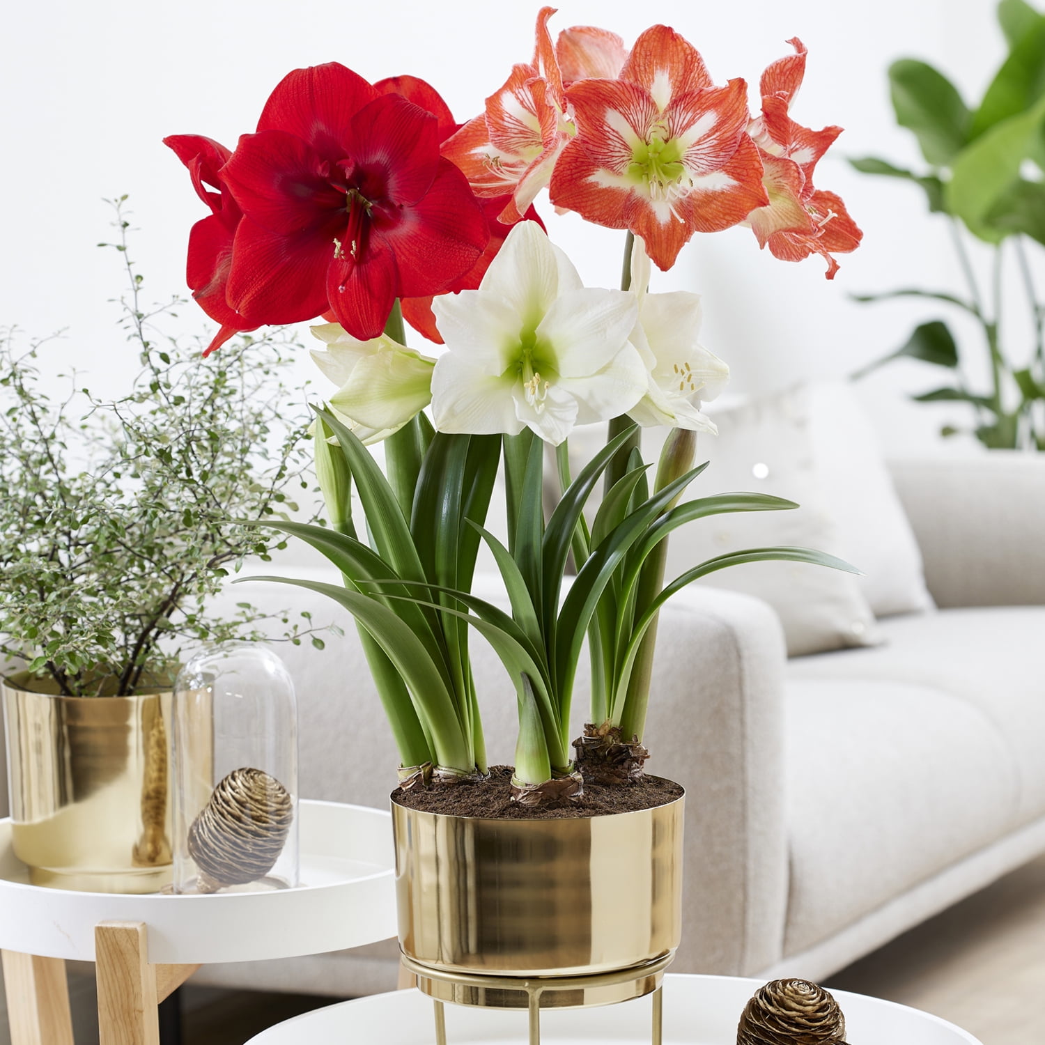 Van Zyverden Pre-Planted Amaryllis Trio with Iron Faux Brass Finish ...