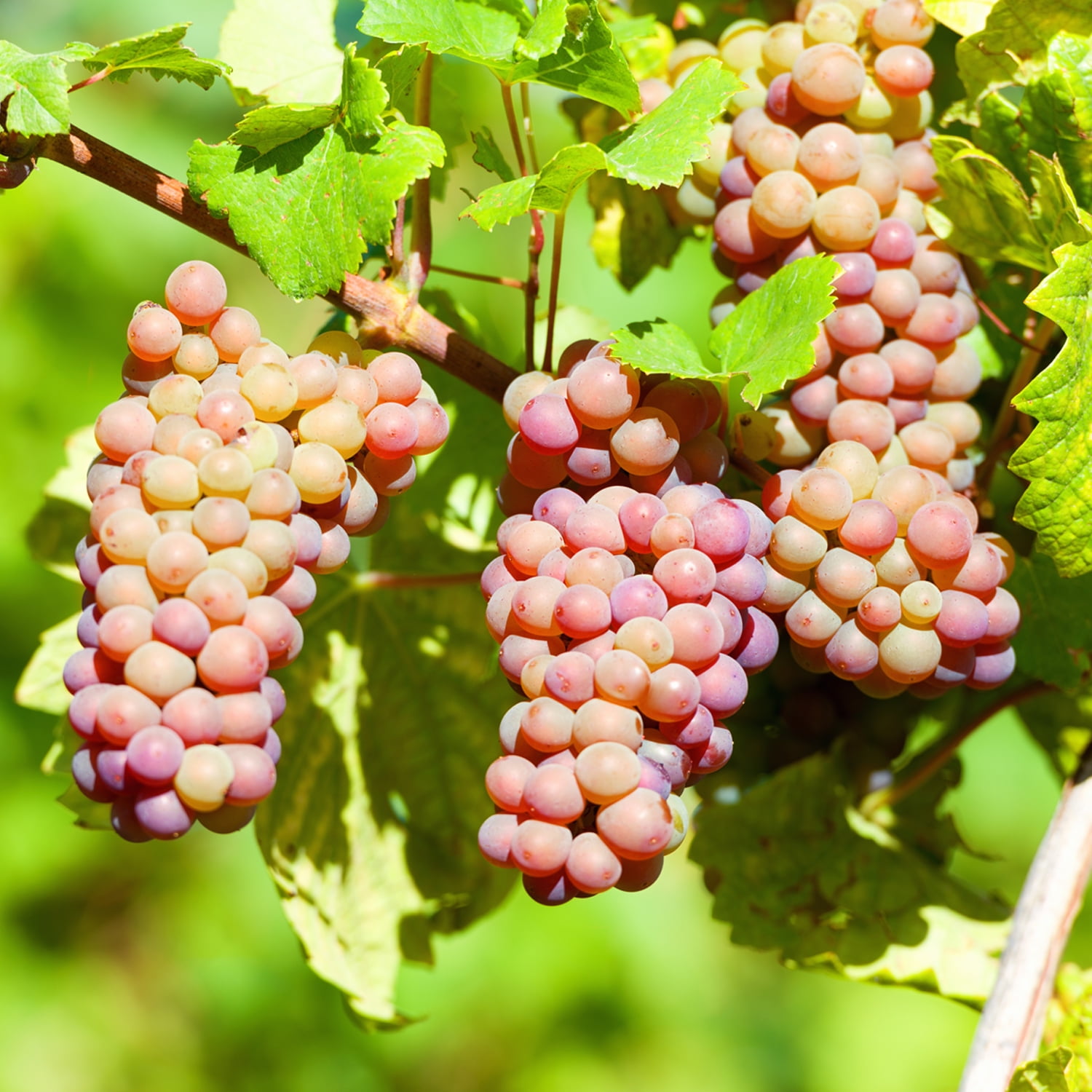 Van Zyverden Premium Grafted Bare Grape Vine Pinot Gris, 1 Plant, White ...