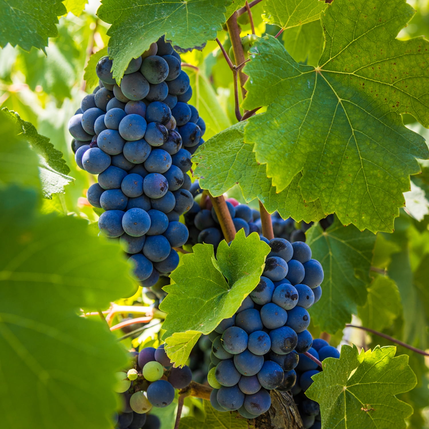 Van Zyverden Premium Seeded Grape Vine Cabernet Sauvignon 1 Plant White ...
