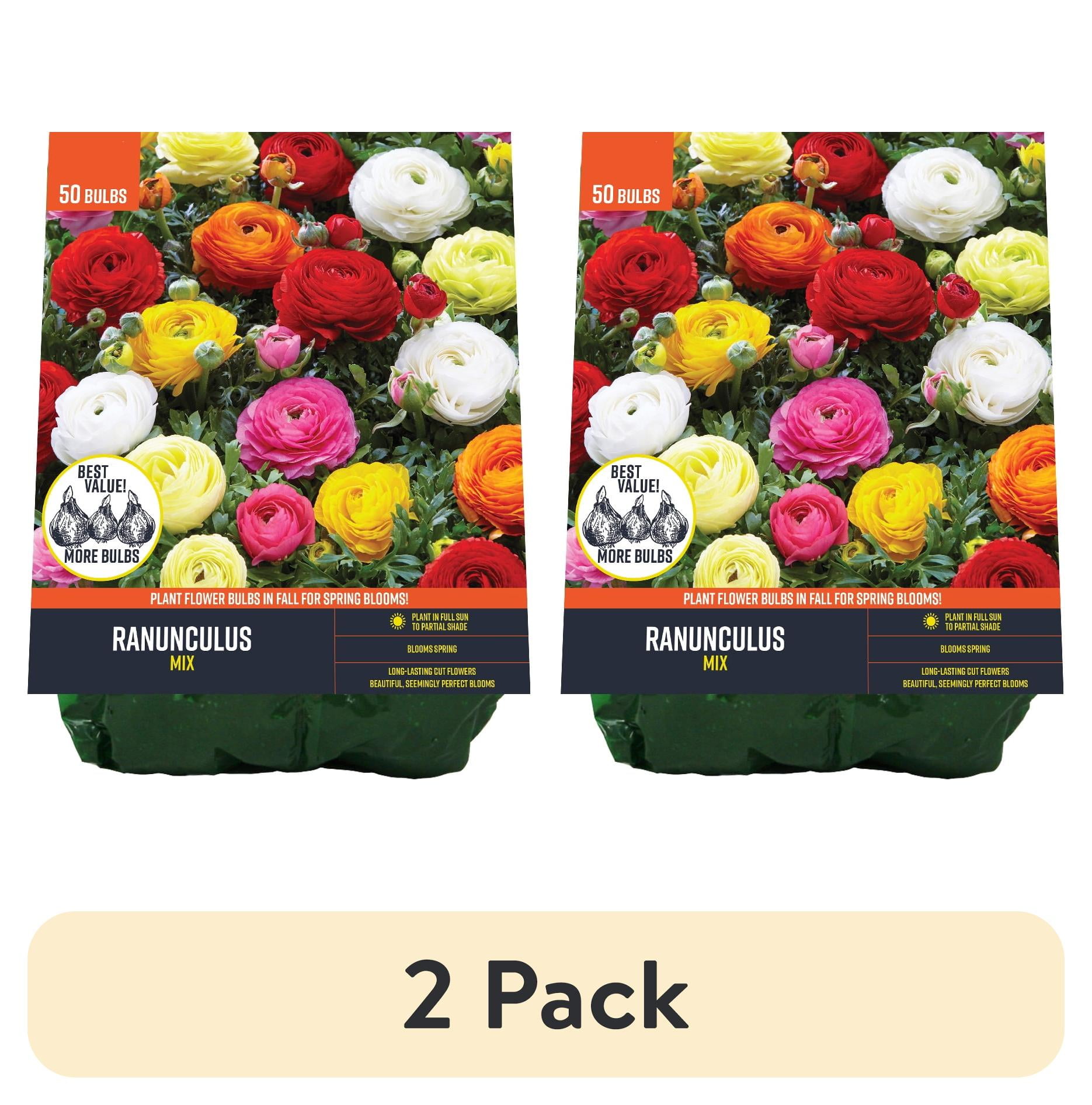 (2 pack) Van Zyverden Ranunculus Mix (Set of 50 Dormant Bulbs) Full Sun ...