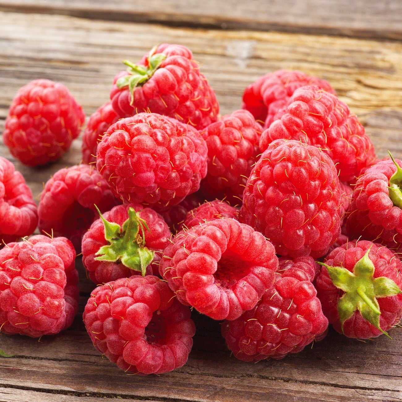 Van Zyverden Raspberry Amity Dormant Perennial Plant Root GMO Free Full ...