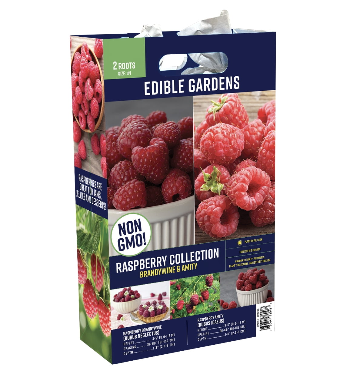 Van Zyverden Raspberry Collection #2 (Set of 2 Dormant Bare Roots) Full ...