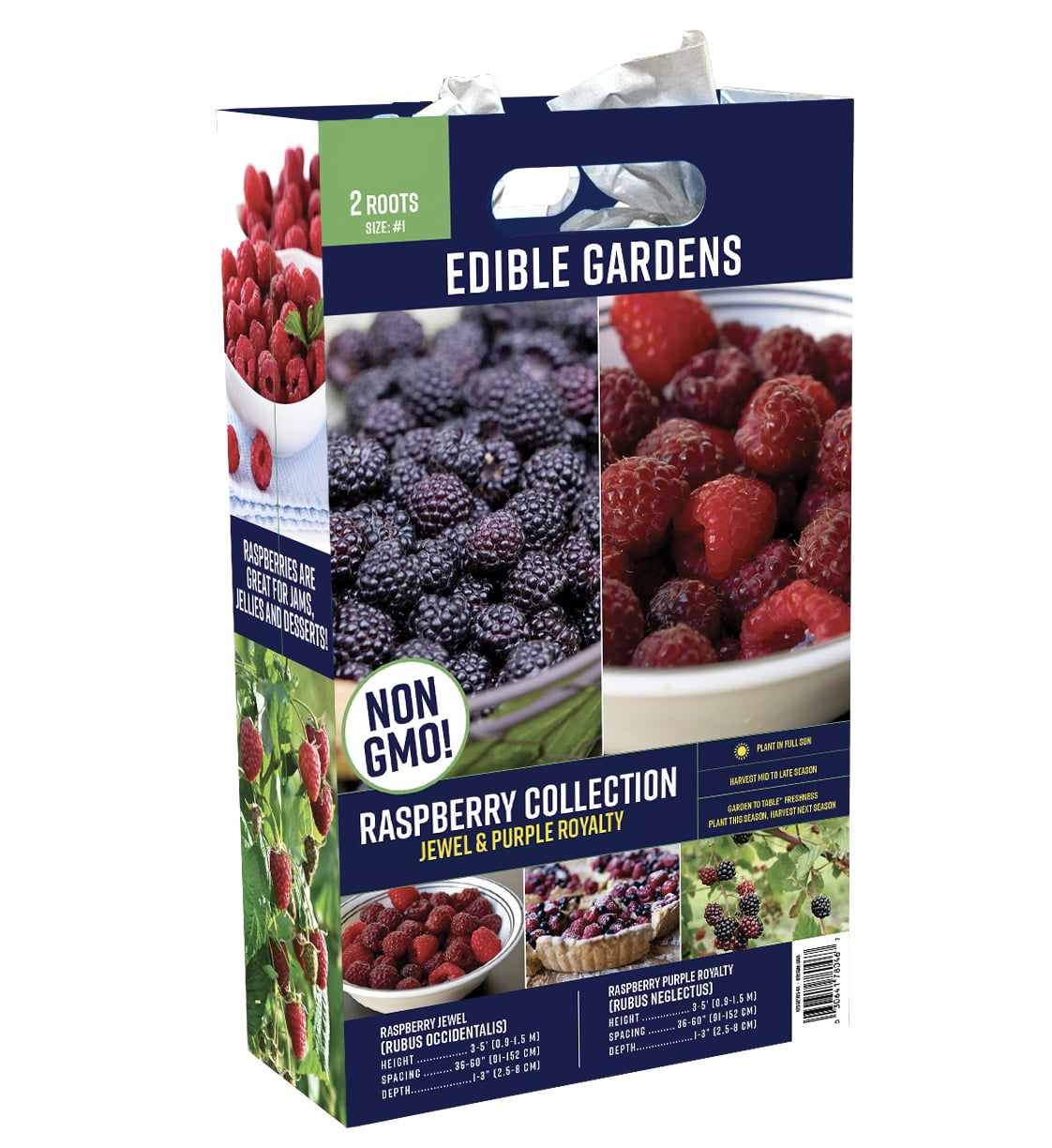 Van Zyverden Raspberry Collection #3 (Set of 2 Dormant Bare Roots) Full ...