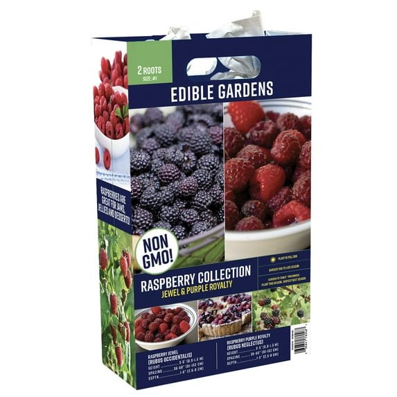 Van Zyverden Raspberry Collection #3 (Set of 2 Dormant Bare Roots) Full ...