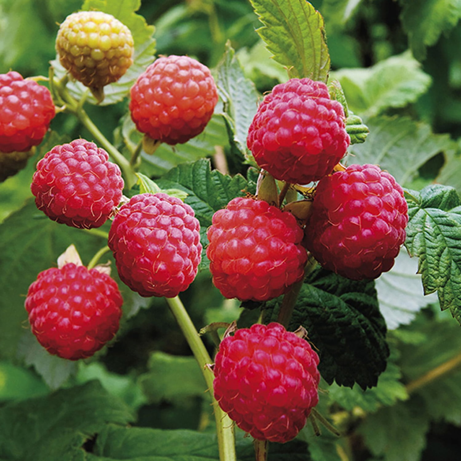 Wild Raspberry Flowers