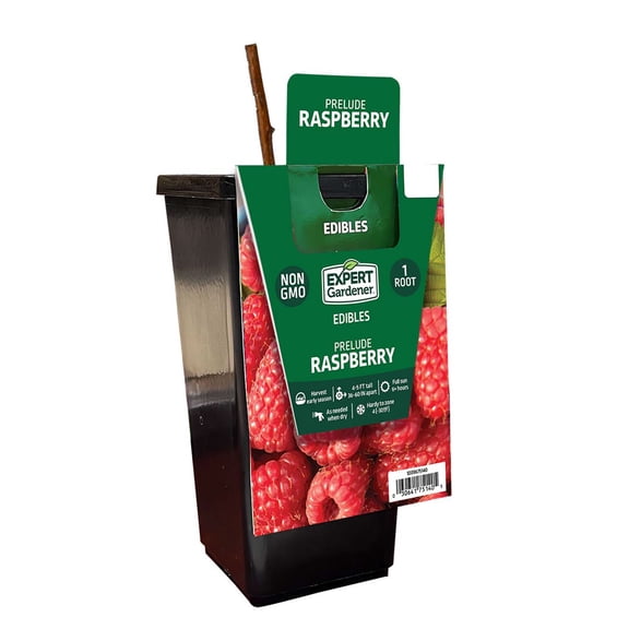 Raspberry Plants in Fruit Plants - Walmart.com