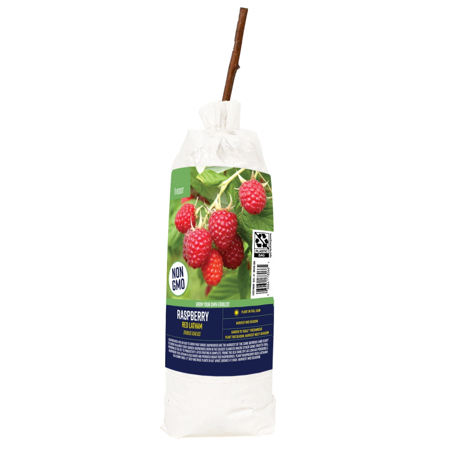Van Zyverden Raspberry Red Latham (1 Dormant Bare Plant Root) Full Sun ...