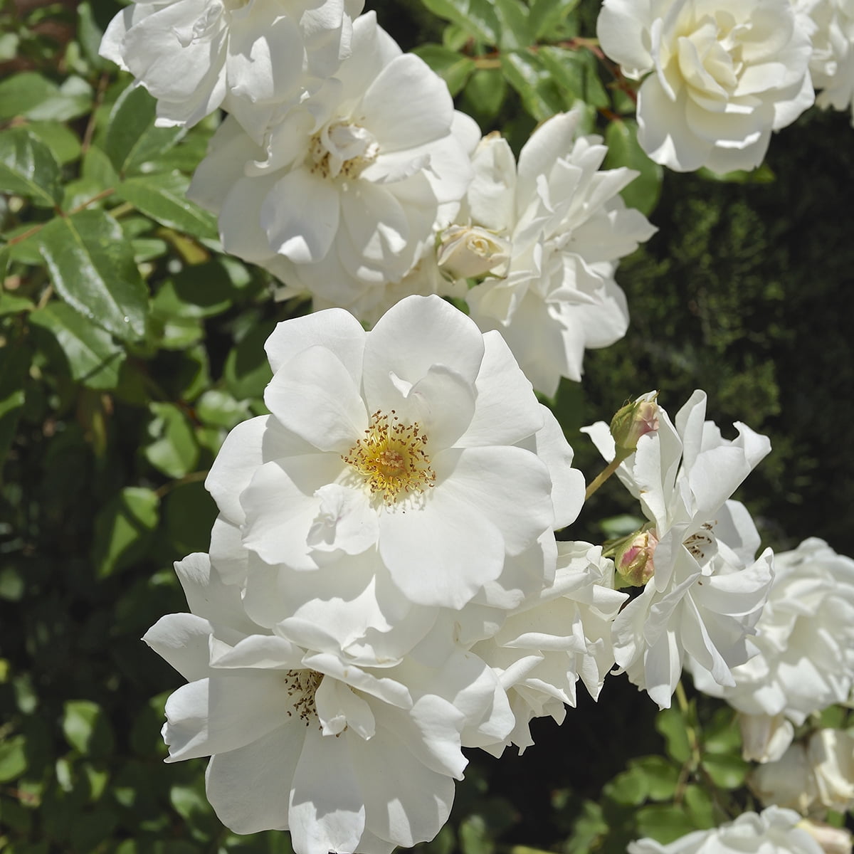 Van Zyverden Roses Iceberg 1 Plant Root Stock White Partial Sun Easy to ...