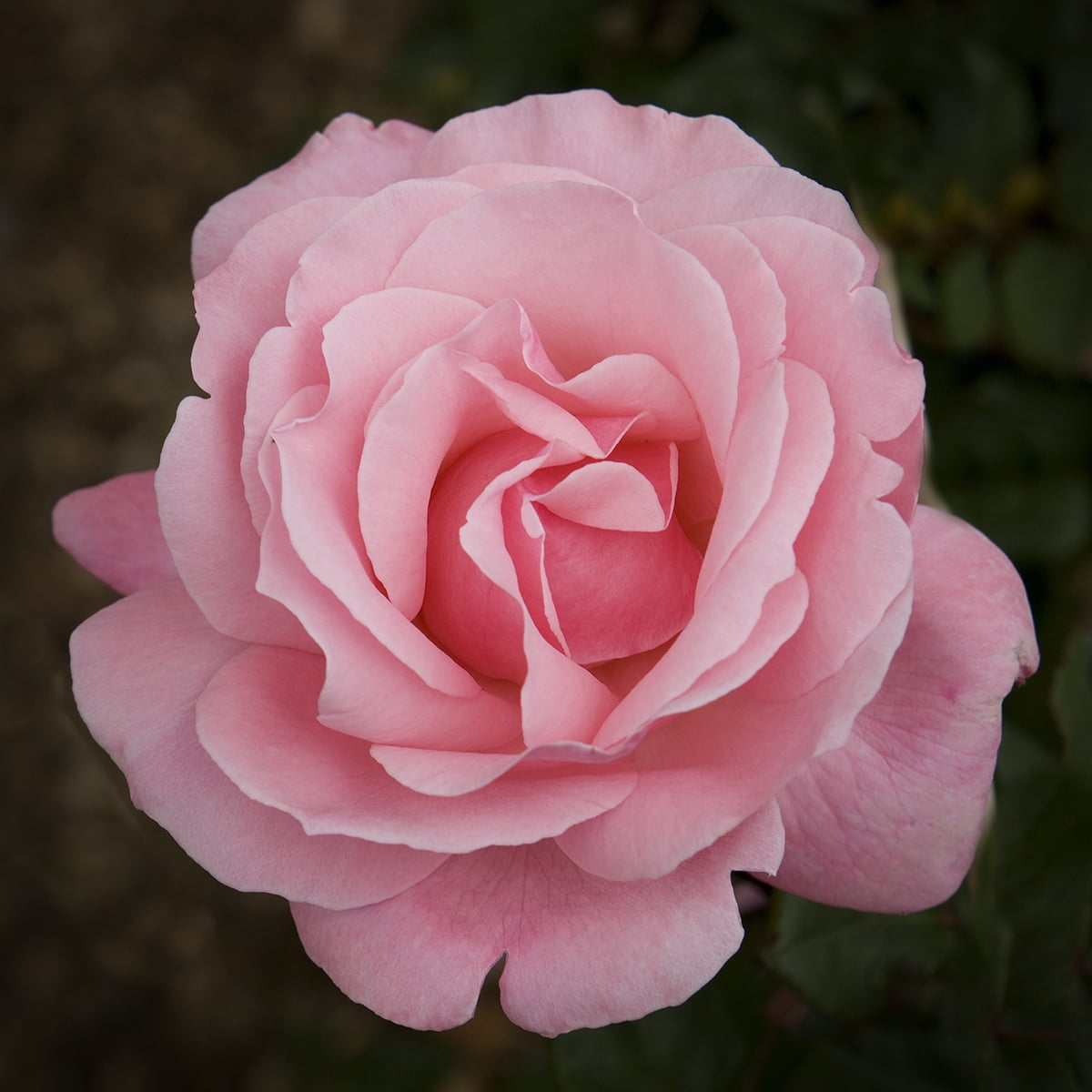 Van Zyverden Roses Queen Elizabeth 1 Plant Root Stock Pink Partial Sun ...