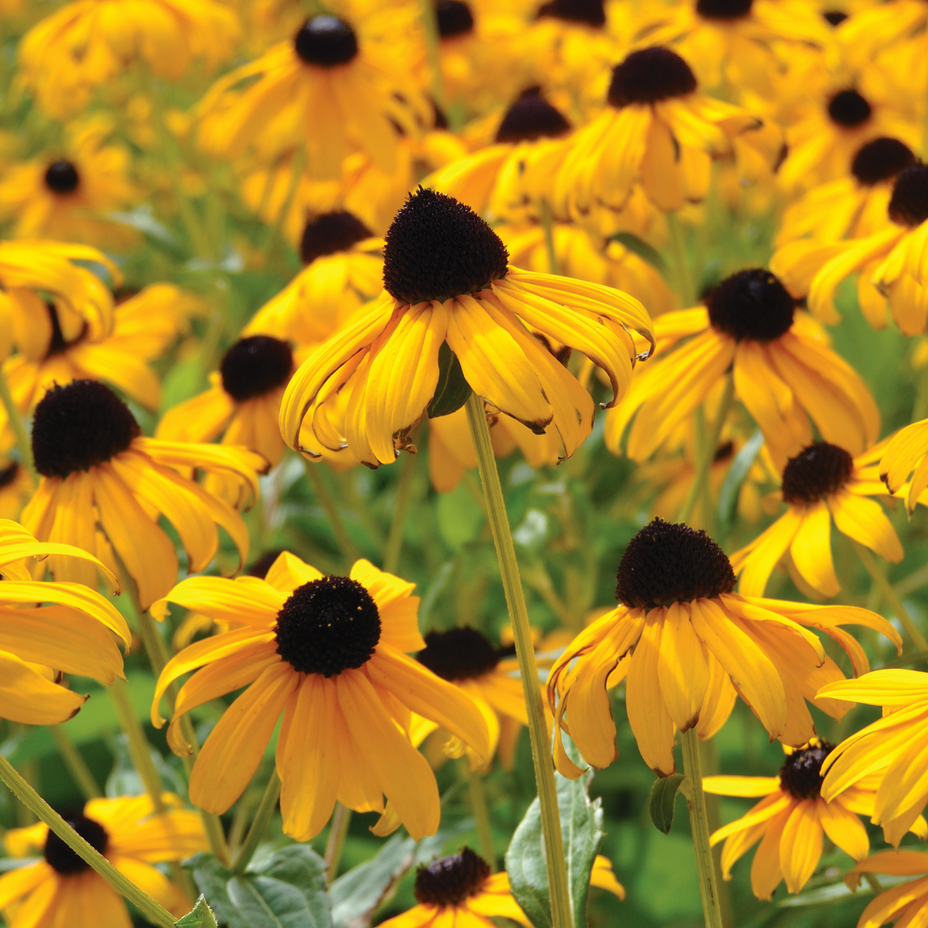 Black Eyed Susan - 100 Seeds - Rudbeckia hirta - Walmart.com