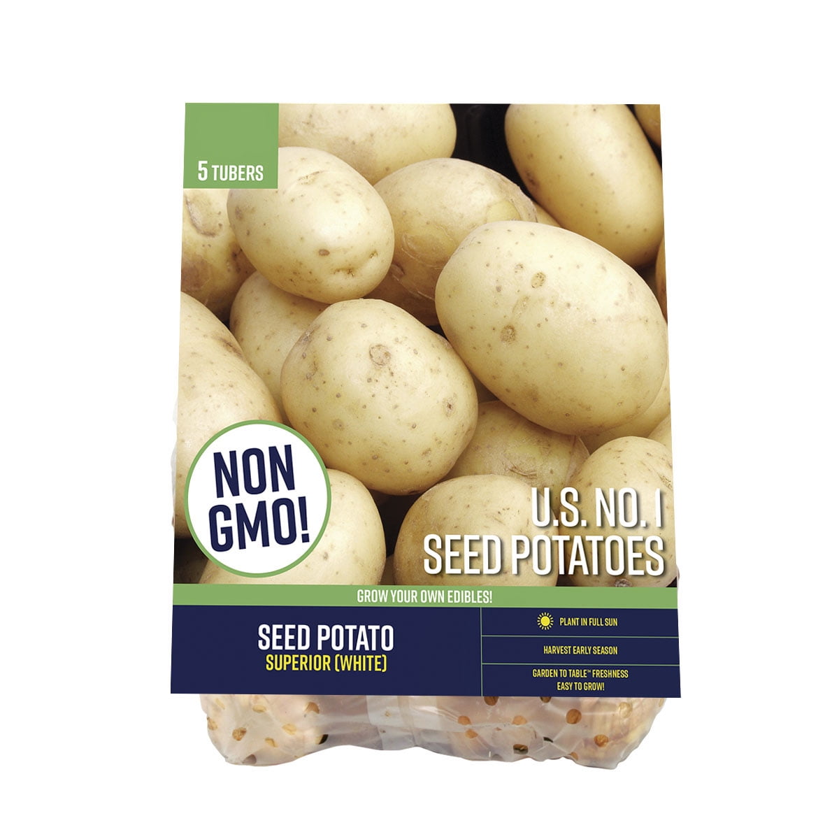 Van Zyverden Seed Potato White Superior (Set of 5 Dormant Tubers) Full ...