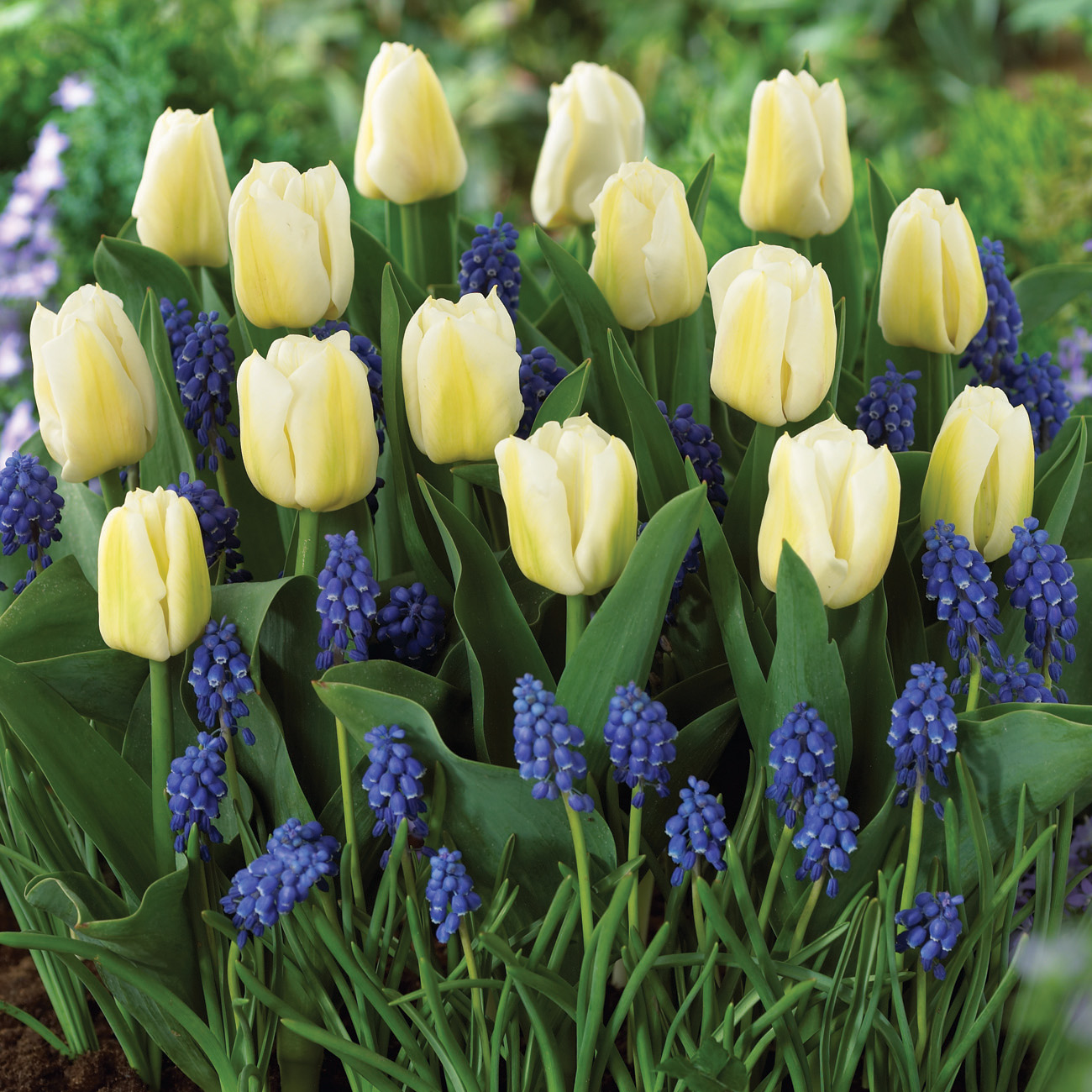 Van Zyverden Seeing Stars Blend Dormant Flower Bulbs, Partial Sun ...