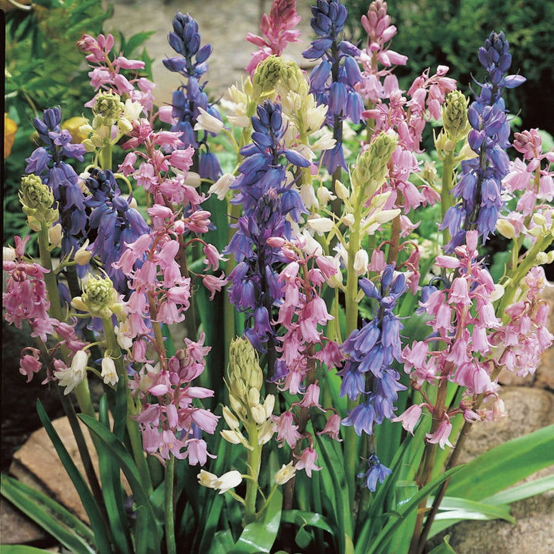 Van Zyverden Spanish Blue Bells Mixed Colors Set of 25 Bulbs Partial ...