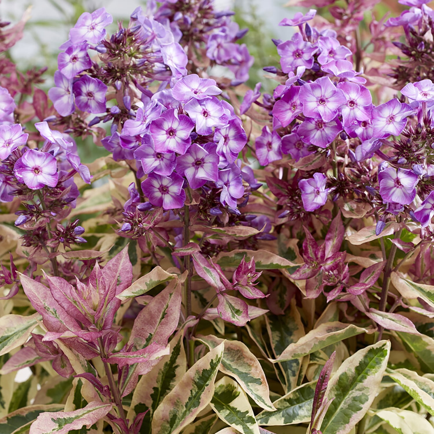 Van Zyverden Tall Phlox Olympus 3 Plant Roots Multicolor Partial Sun ...