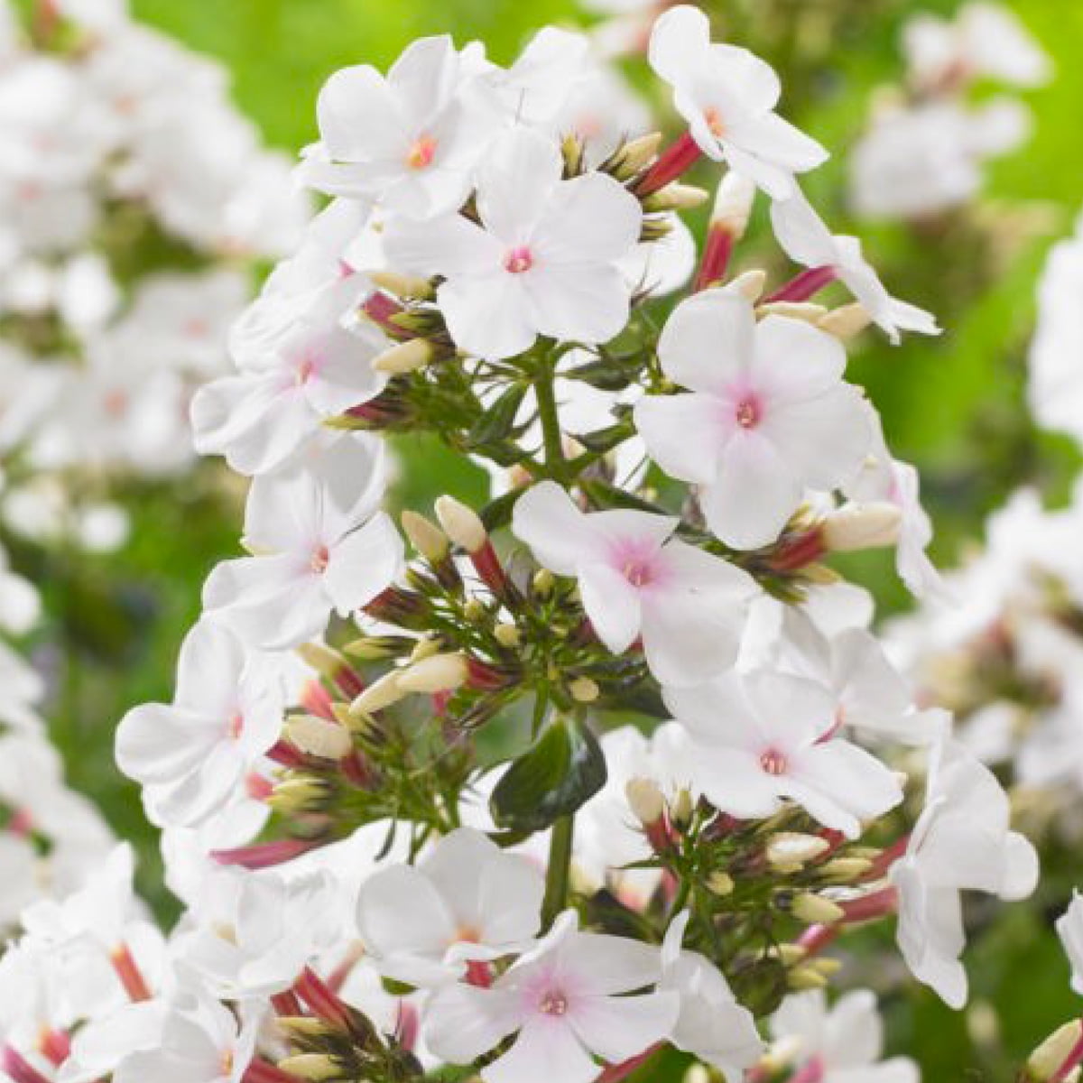 Van Zyverden Tall Phlox Paniculata Popeye Set of 5 Plant Roots White ...