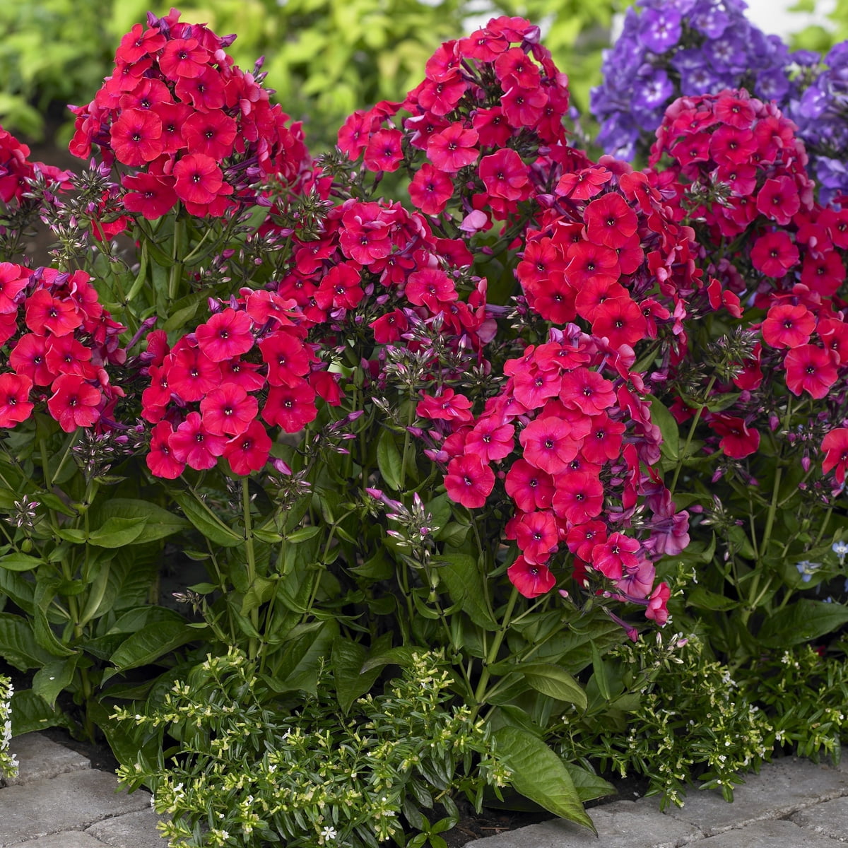 Van Zyverden Tall Phlox Red Riding Hood Set of 5 Roots Red Partial Sun ...