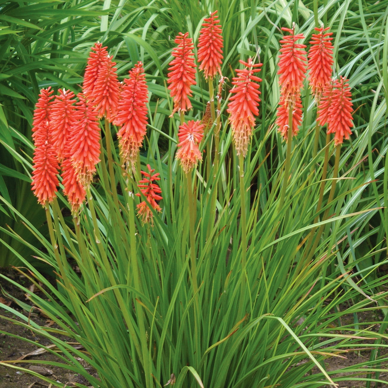 Van Zyverden Tritoma Candy Apple Set of 3 Plant Roots Multicolor Full ...