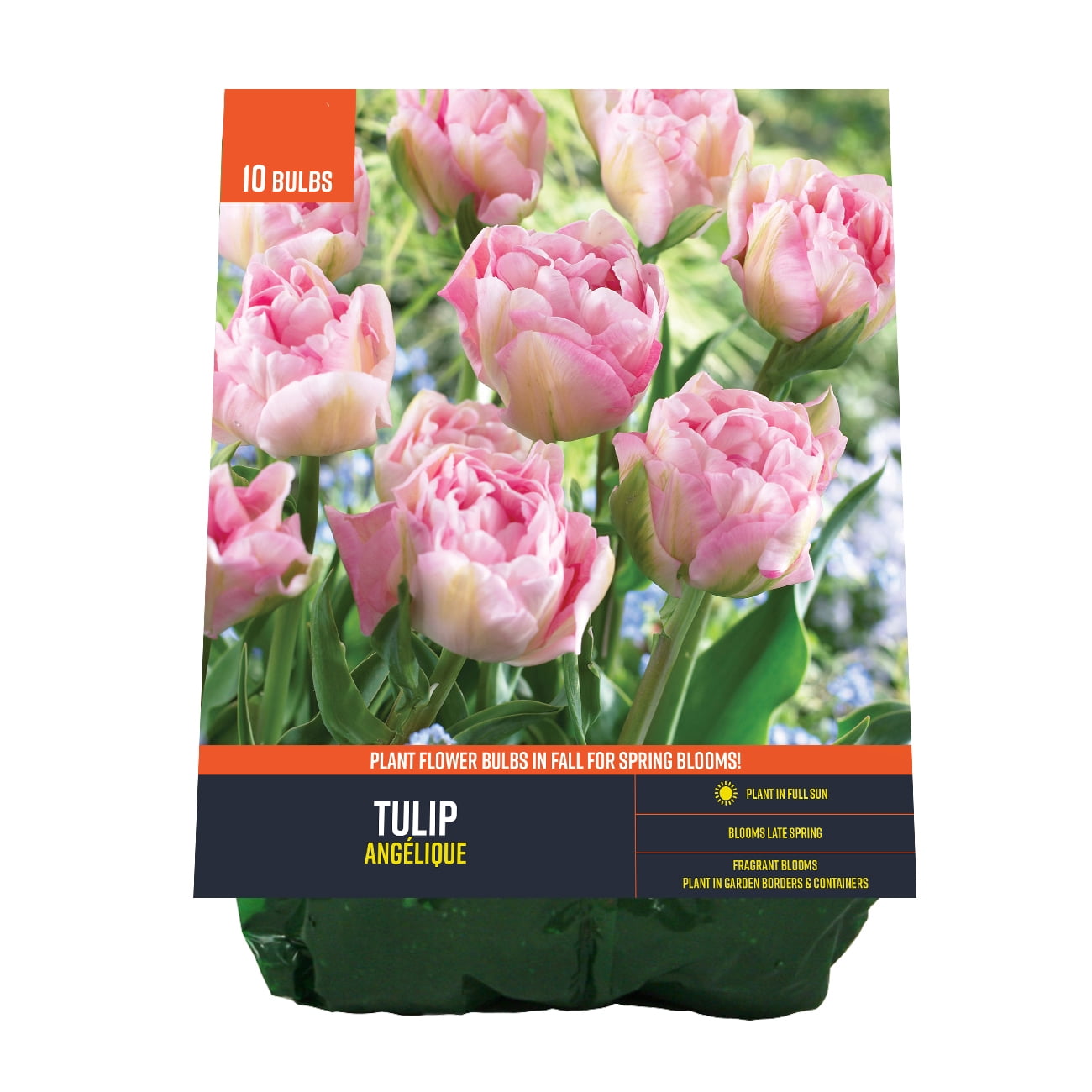 Van Zyverden's Tulip Angelique (Set of 10 Dormant Bulbs) Full Sun, Pink ...
