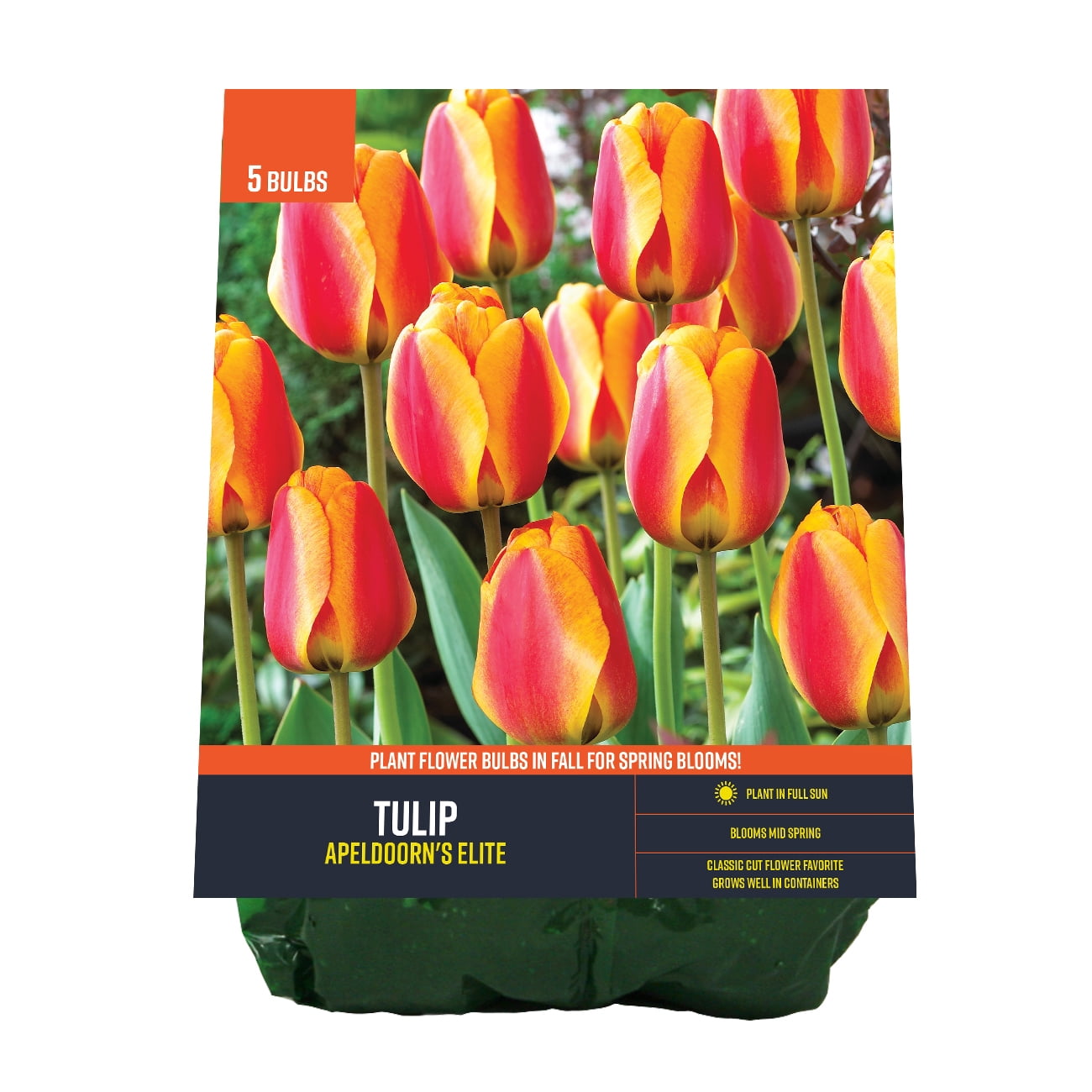 Van Zyverden's Tulip Apeldoorn's Elite (Set of 5 Dormant Bulbs) Full ...